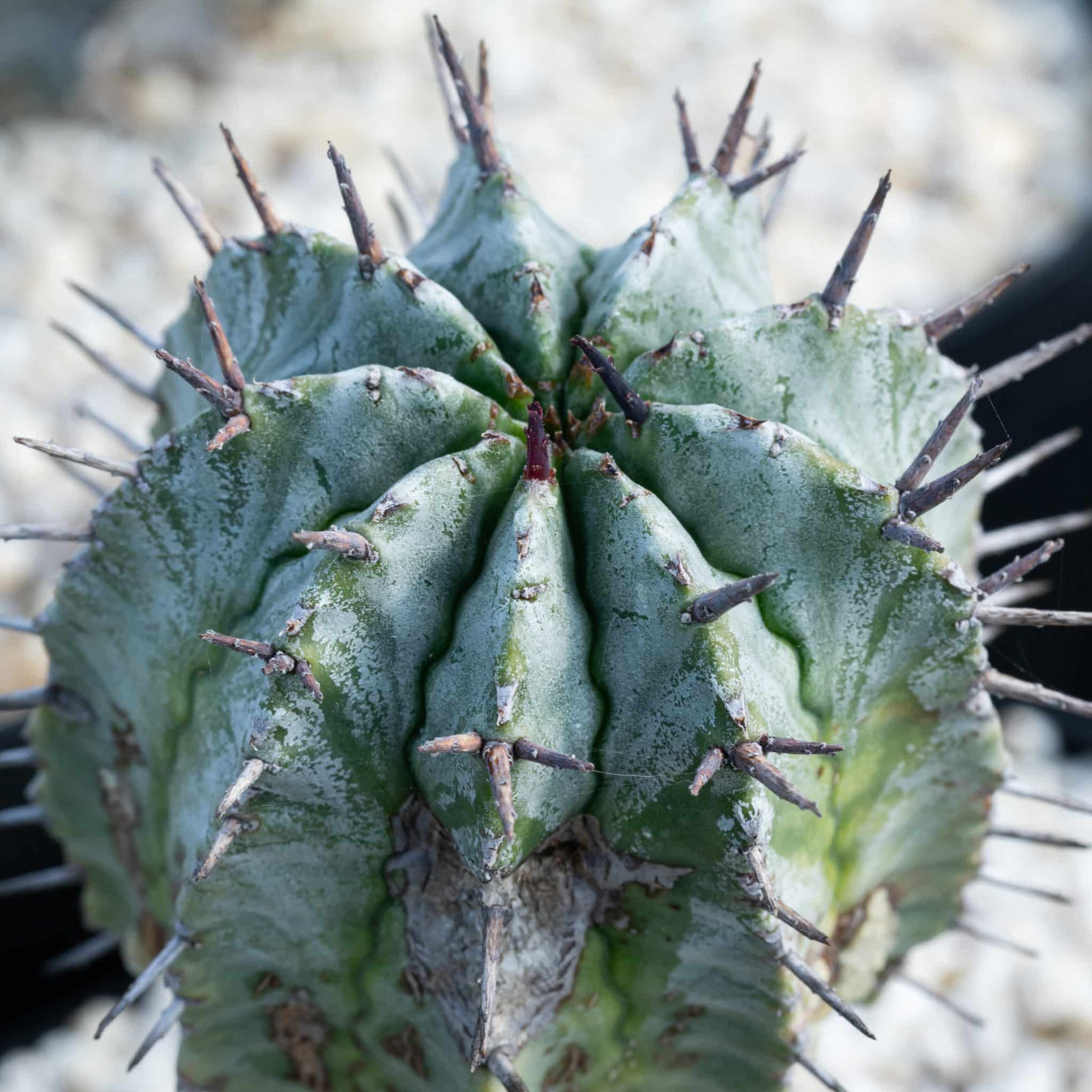 「ユーフォルビア ホリダ」の分類について | tres